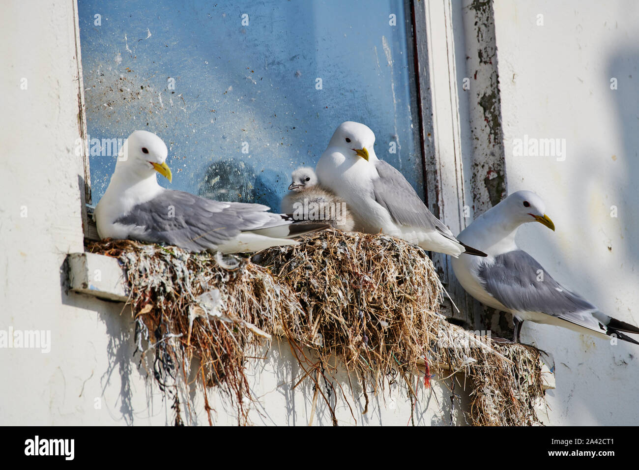 common gulls (Larus canus) or sea mew with chick in nest on window sill ...