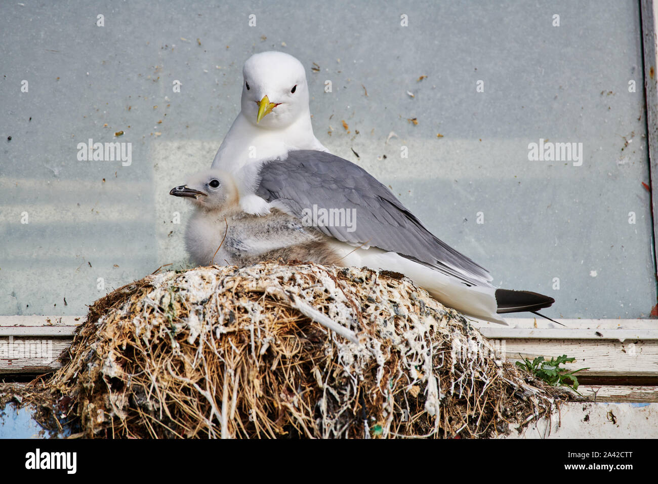 Mew gull breeding hi-res stock photography and images - Alamy
