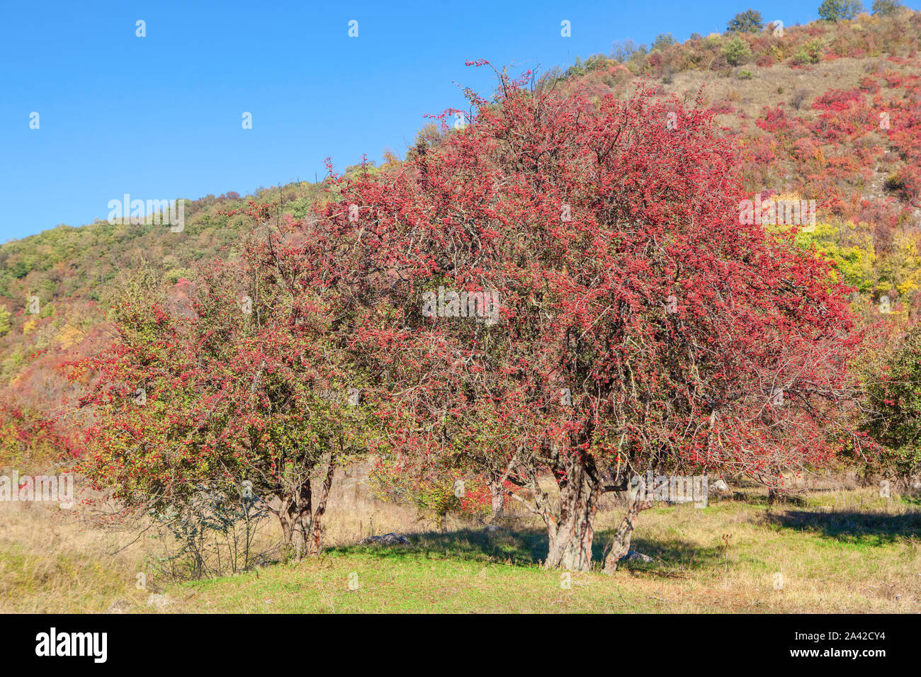 trees with red berries in the autumn Stock Photo - Alamy