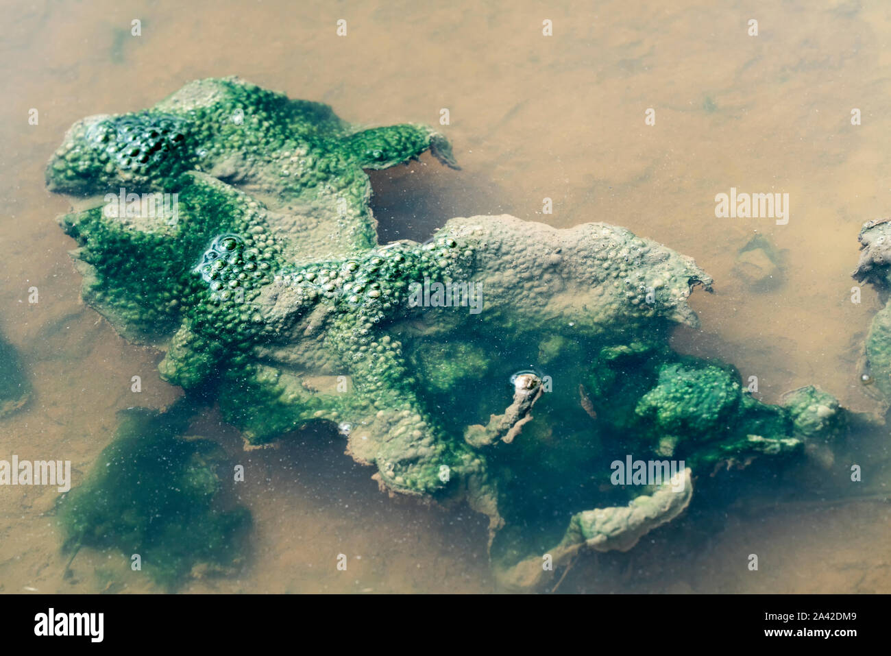 slimy algae in a puddle Stock Photo - Alamy