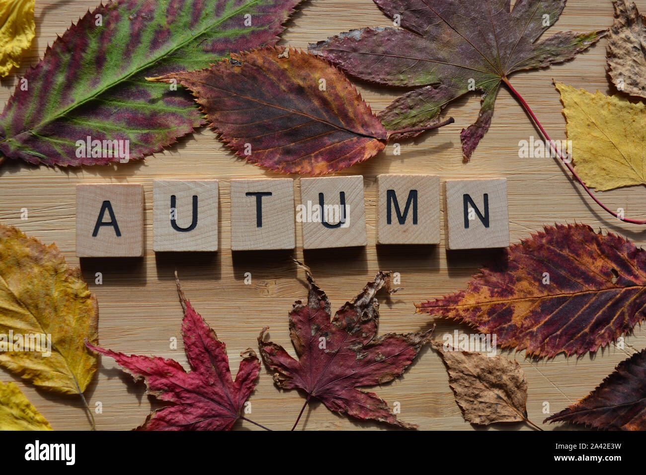 Autumn in 3d wooden alphabet letters surrounded by autumn leaves of ...