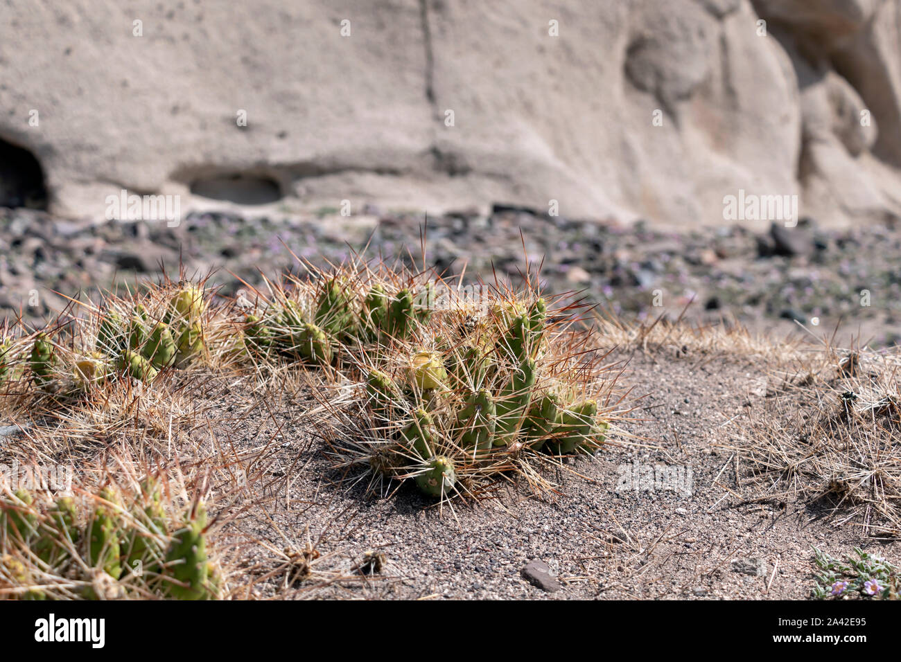 Backdrop of green plant life growing in stone. Natural background with ...