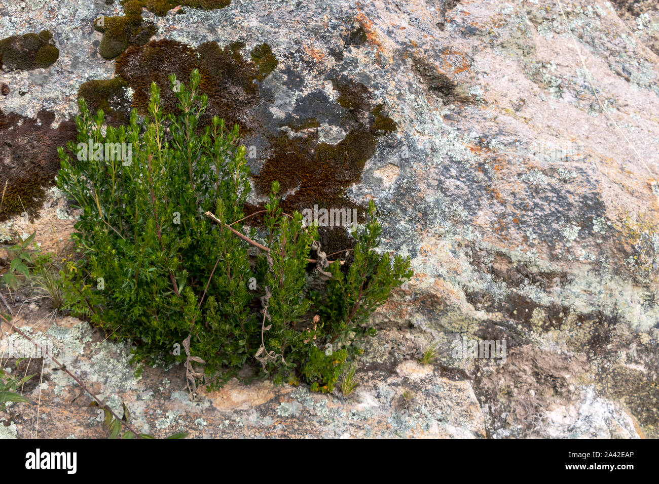 Backdrop of green plant life growing in stone. Natural background with ...
