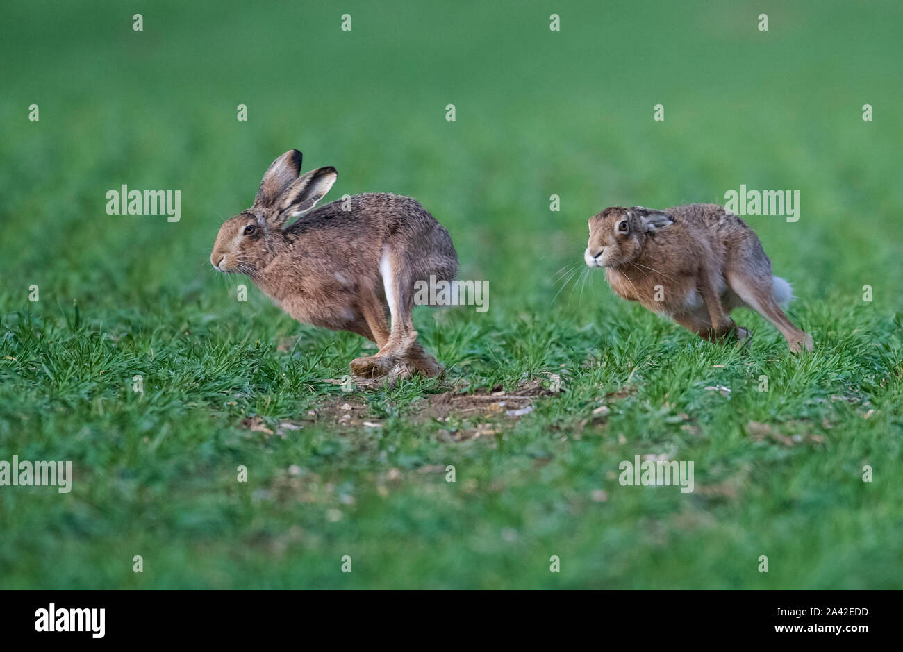 Hares running hi-res stock photography and images - Alamy