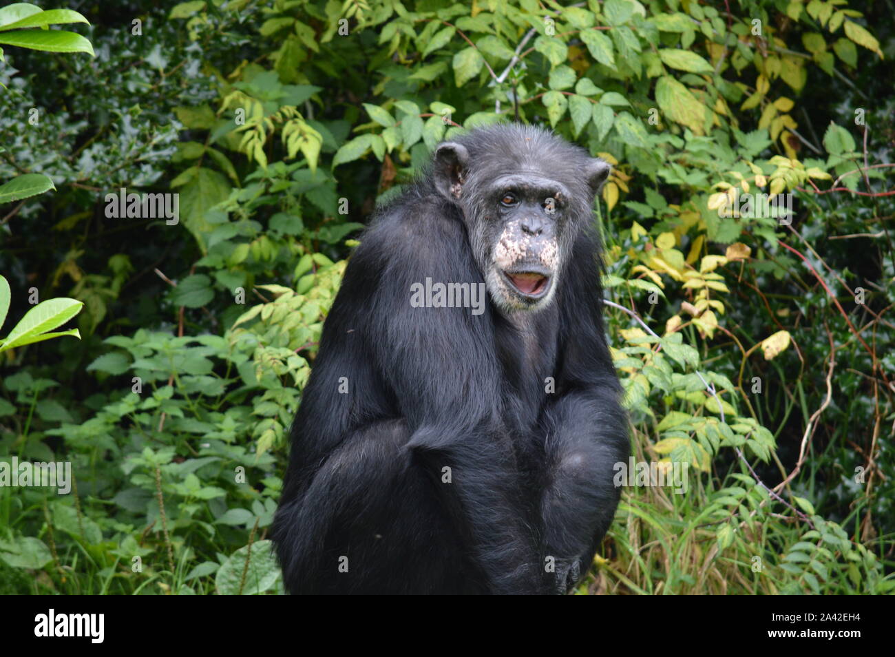 Western Chimp at Chester Zoo Stock Photo - Alamy