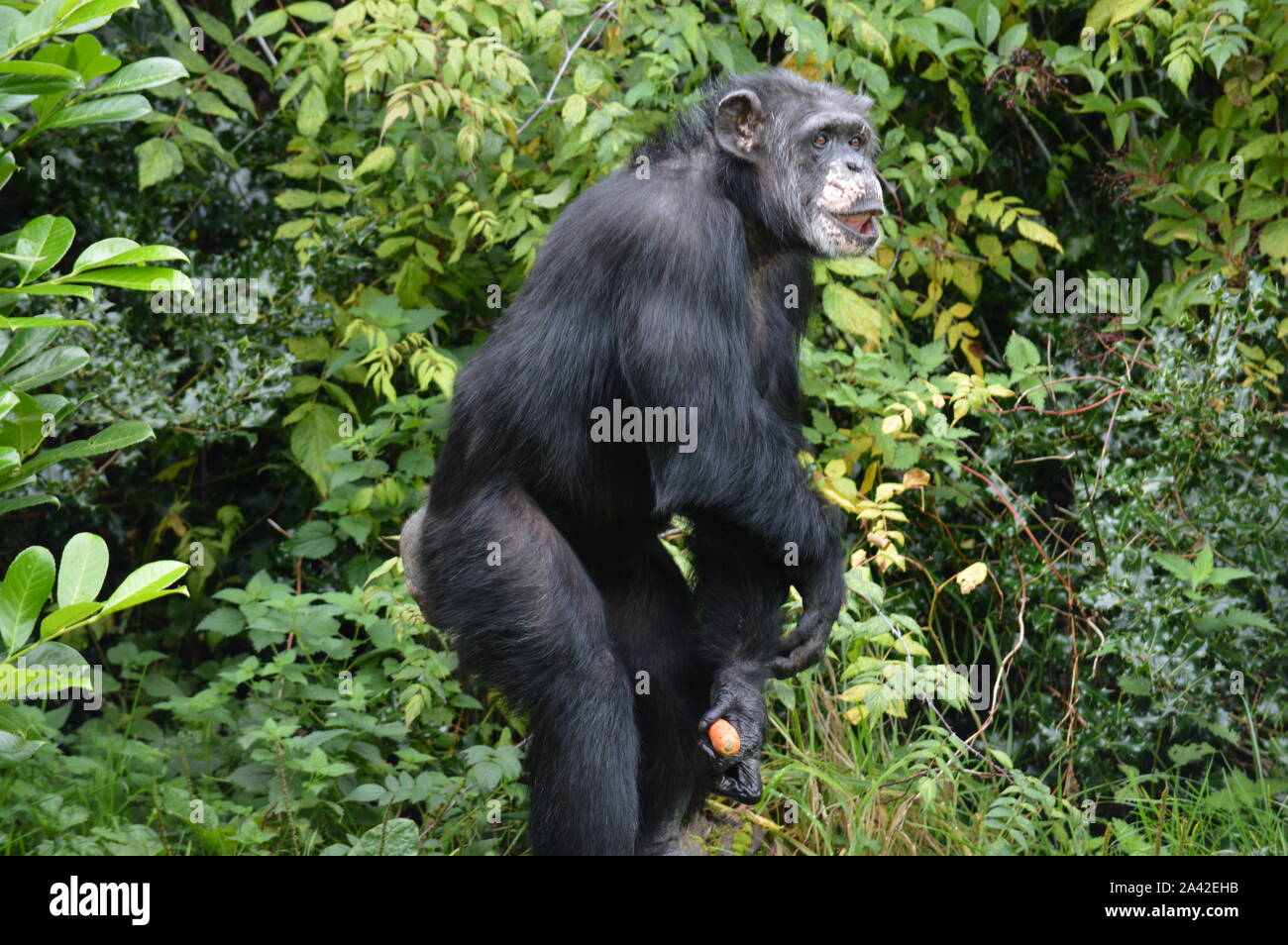 Chimpanzee standing hi-res stock photography and images - Alamy