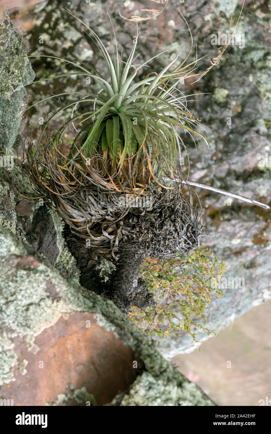 Backdrop of green plant life growing in stone. Natural background with ...