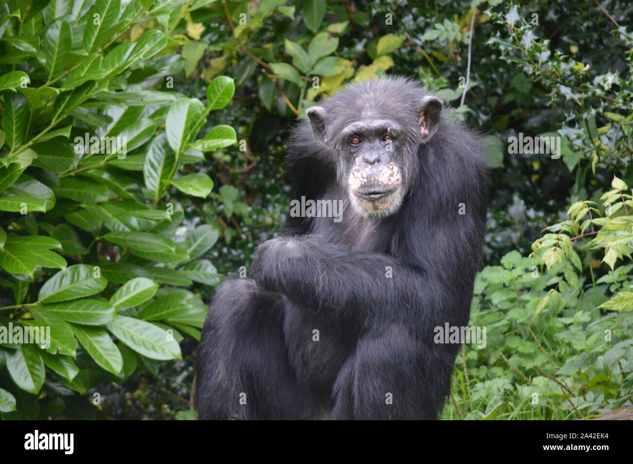 A Staring Western Chimp Stock Photo - Alamy