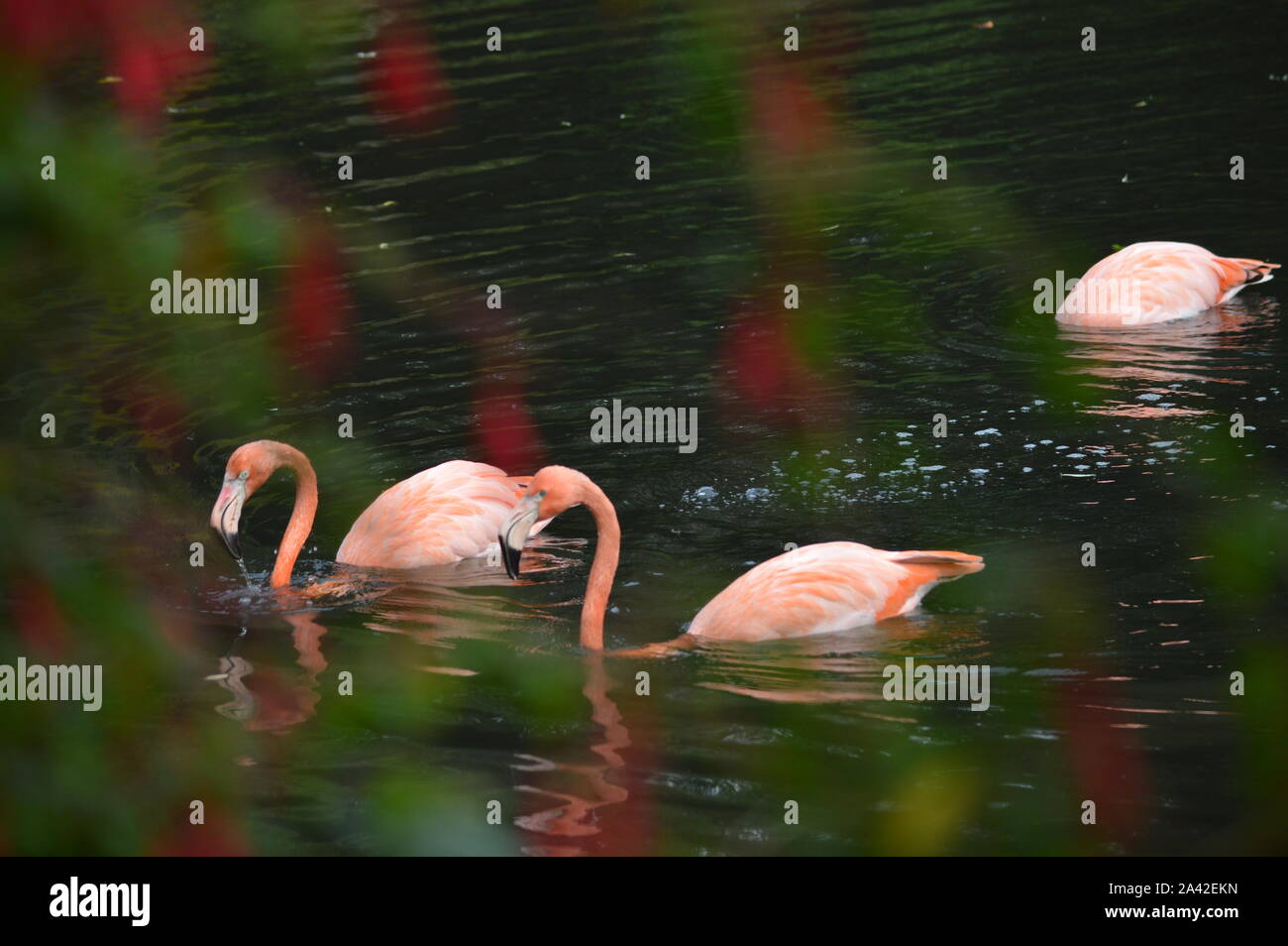 Fishing Flamingos at Chester Zoo Stock Photo - Alamy