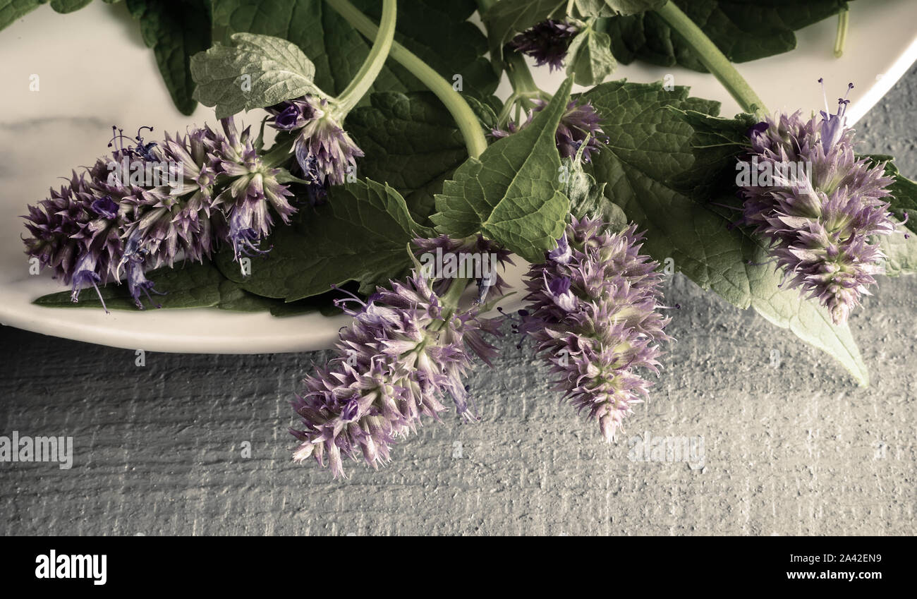 Medicinal plant for sedation hi-res stock photography and images - Alamy