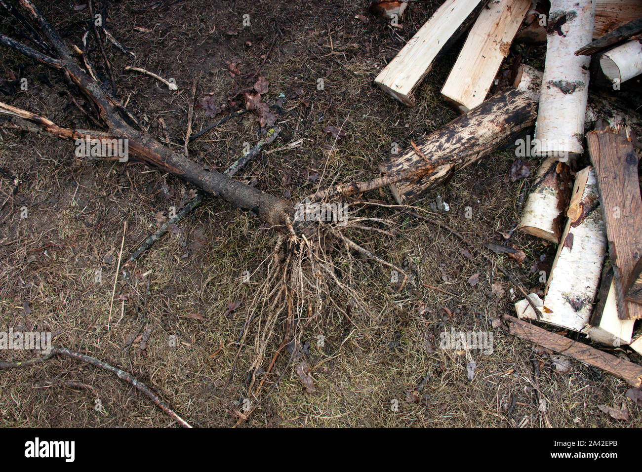Natural background with tree and firewood on the ground Stock Photo - Alamy