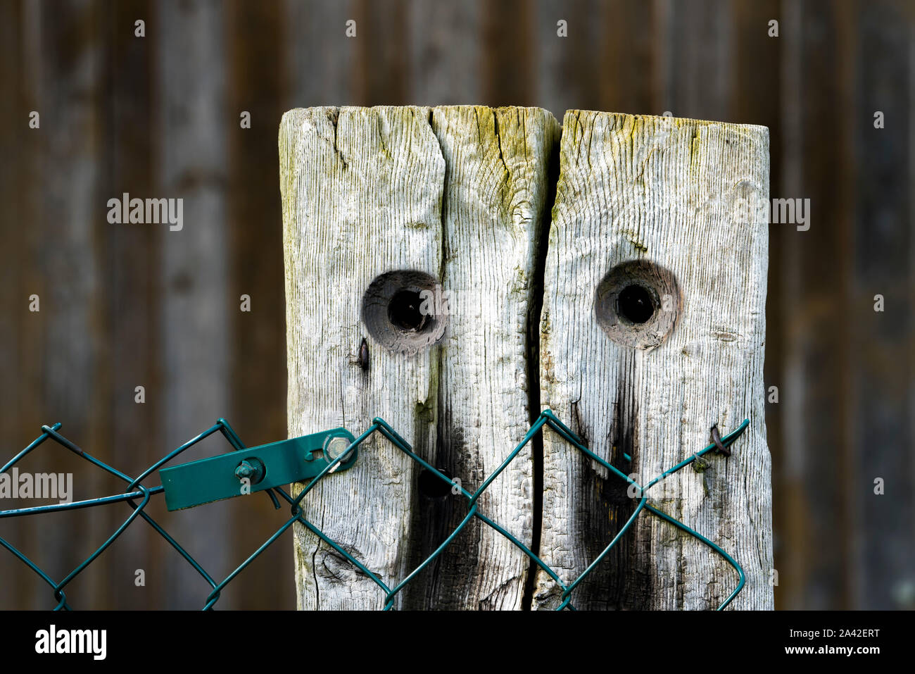 Old fencing post, looks like a face Stock Photo - Alamy