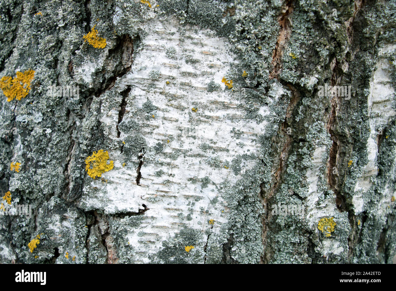 Bark of a birch tree backdrop close up, background from natural ...