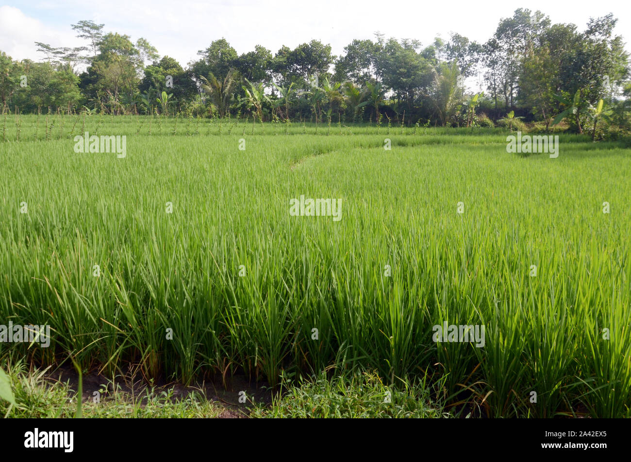 Rice field variety hi-res stock photography and images - Alamy