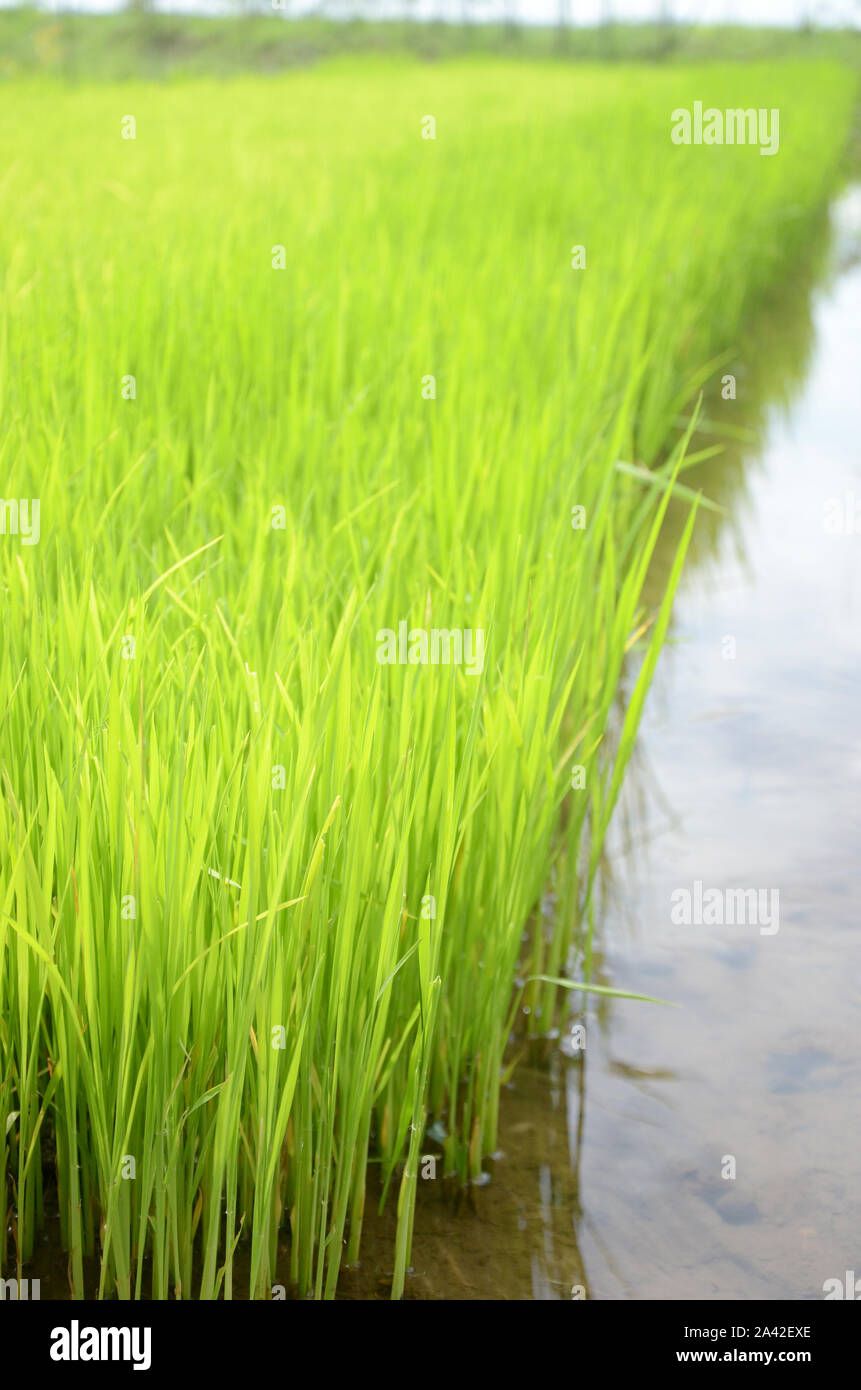 Paddy field of indonesia hi-res stock photography and images - Alamy