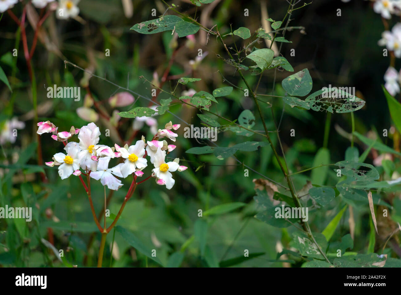 Tropic flower hi-res stock photography and images - Alamy