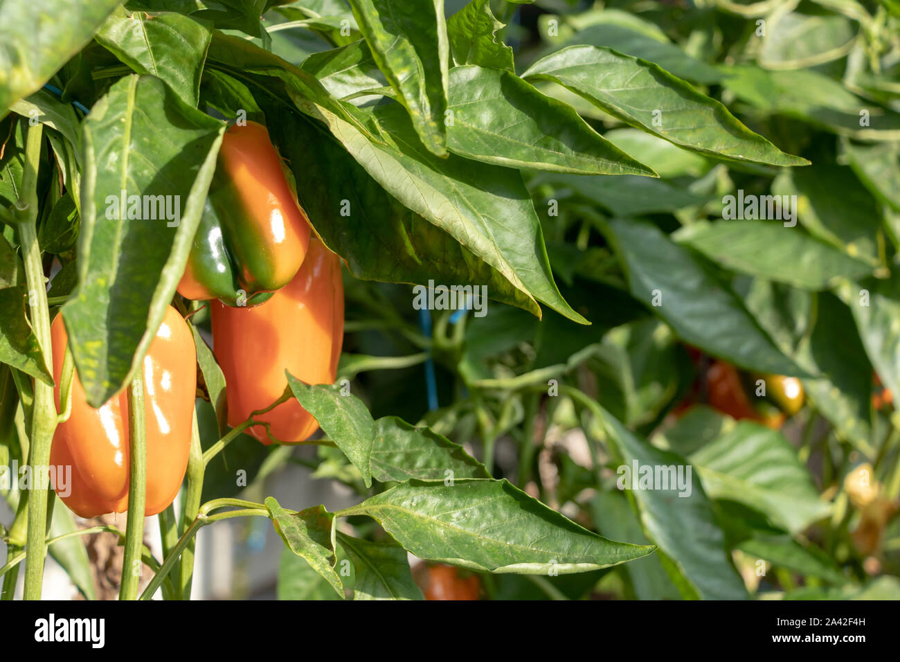Backdrop of red sweet pepper grows in the field. Harvest of organic ...