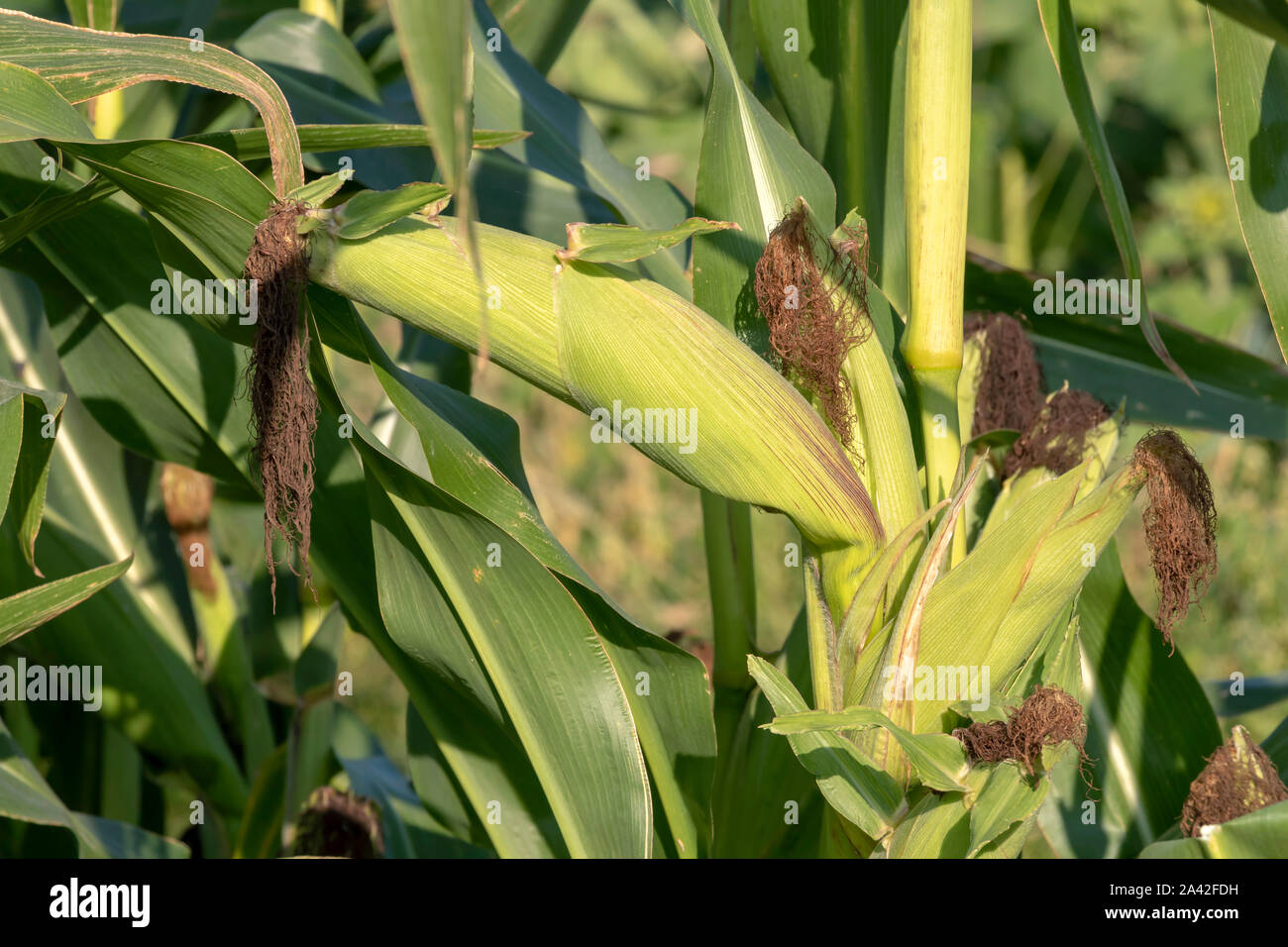 Ripe ears of corn, Zea mays in the fall at the maize field. Natural ...
