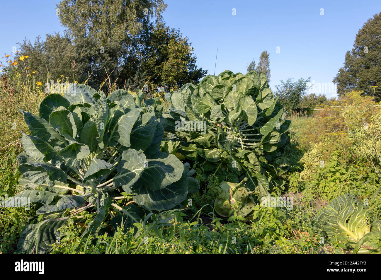 The Brussels sprout cabbage plant growing in organic permaculture ...