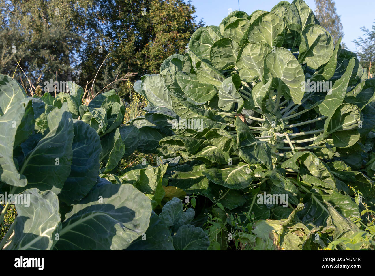 The Brussels sprout cabbage plant growing in organic permaculture ...