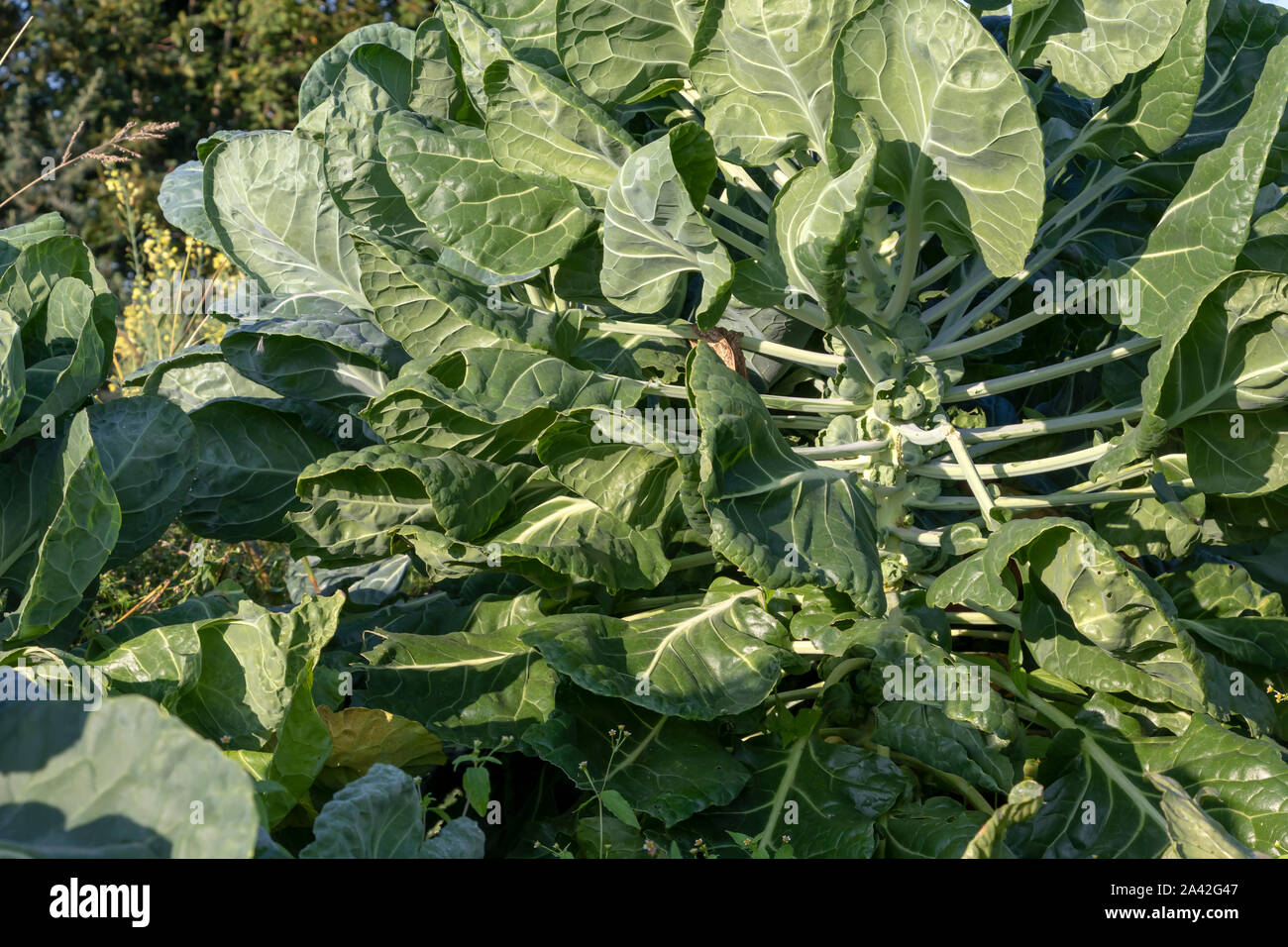 The Brussels sprout cabbage plant growing in organic permaculture ...