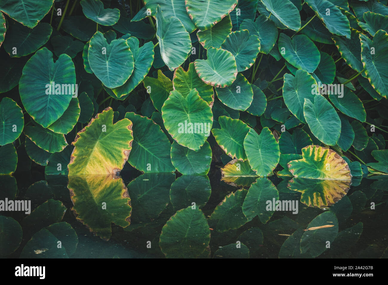 Big taro plant leaves a.k.a. elephant ears leaf at waterside in ...