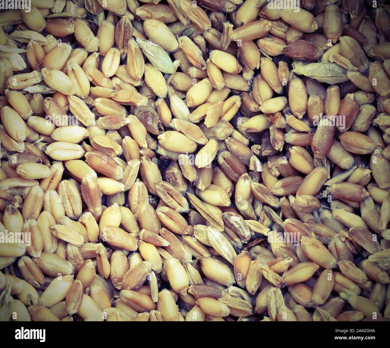 Ancient grains variety hi-res stock photography and images - Alamy