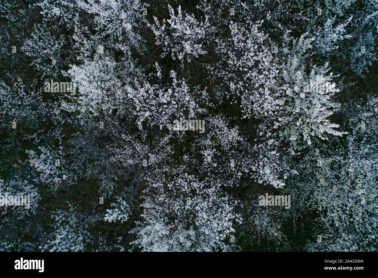 Aerial view of blooming cherry trees at evening. Flying over fruit ...