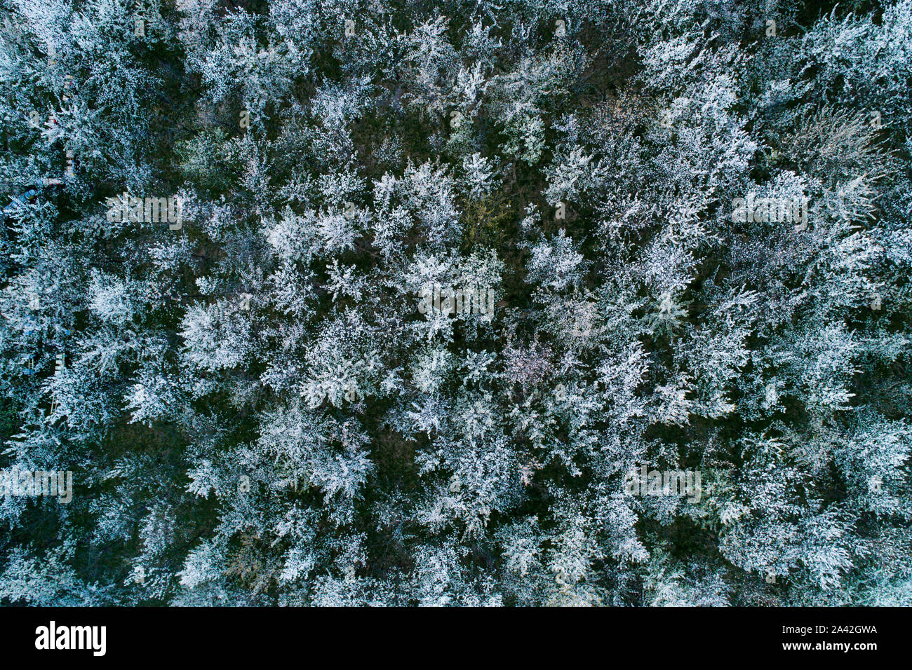 Aerial view of blooming cherry trees at evening. Flying over fruit ...