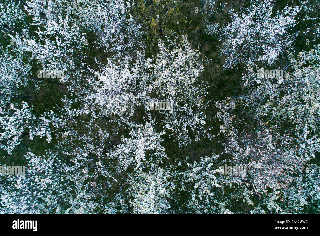 Aerial view of blooming cherry trees at evening. Flying over fruit ...