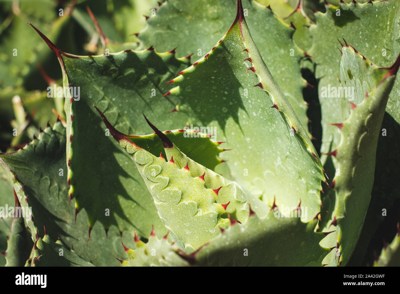 Cactus pattern hi-res stock photography and images - Alamy