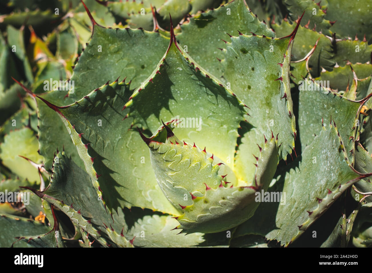 Ornamental cactus plant hi-res stock photography and images - Alamy