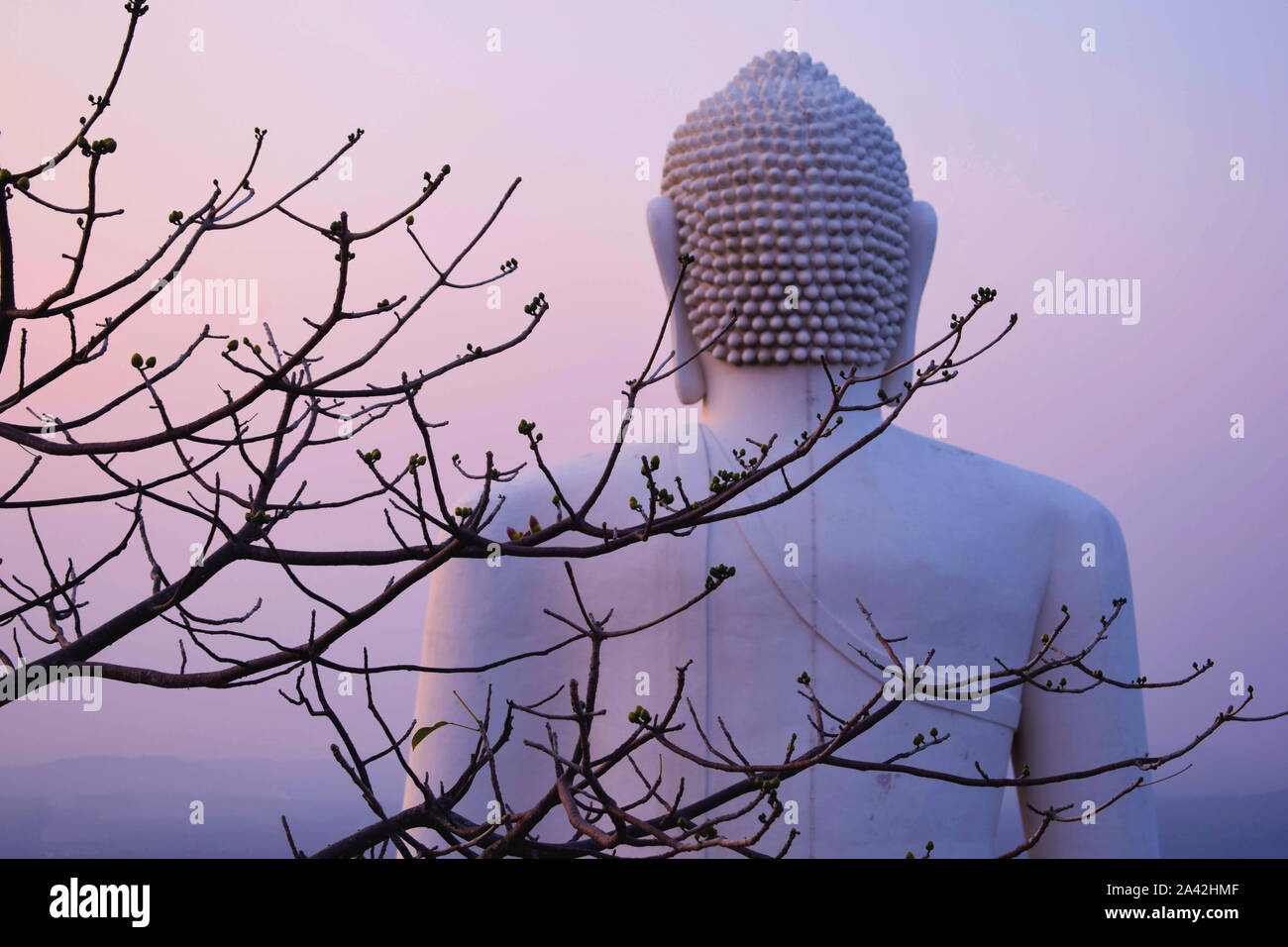 Tree behind buddha statue hi-res stock photography and images - Alamy