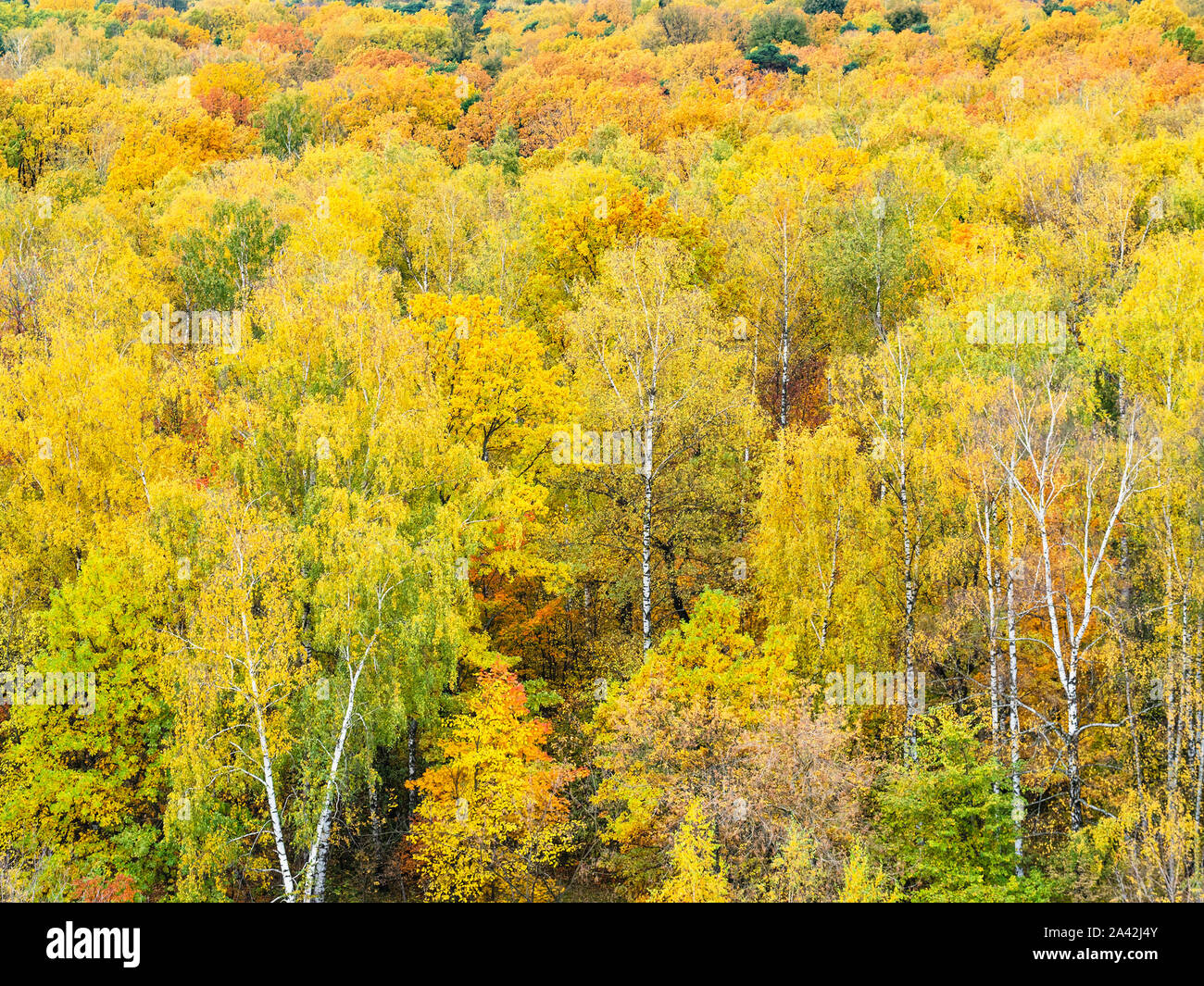 Lush forest view hi-res stock photography and images - Alamy
