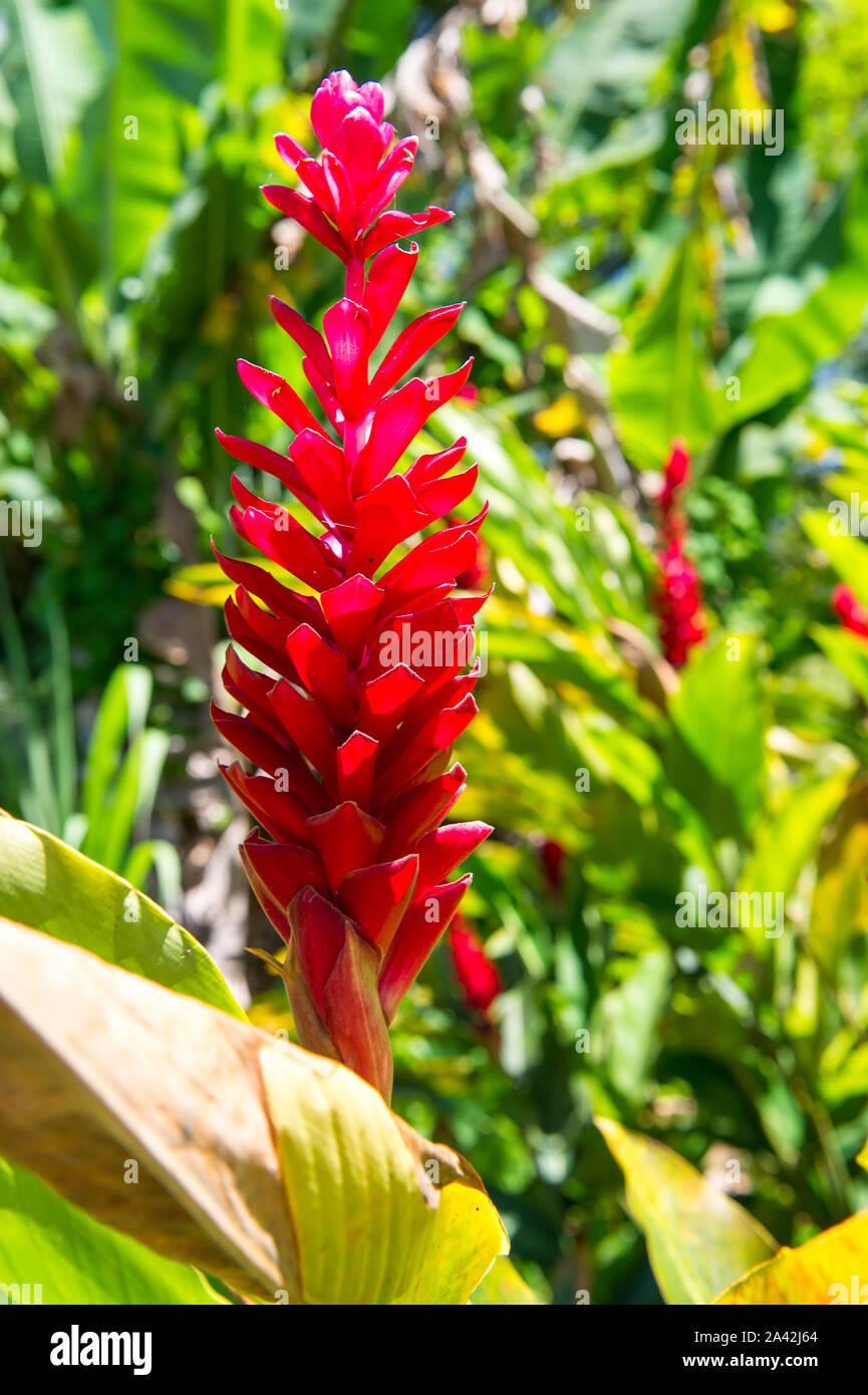 Lobes rounded hi-res stock photography and images - Alamy