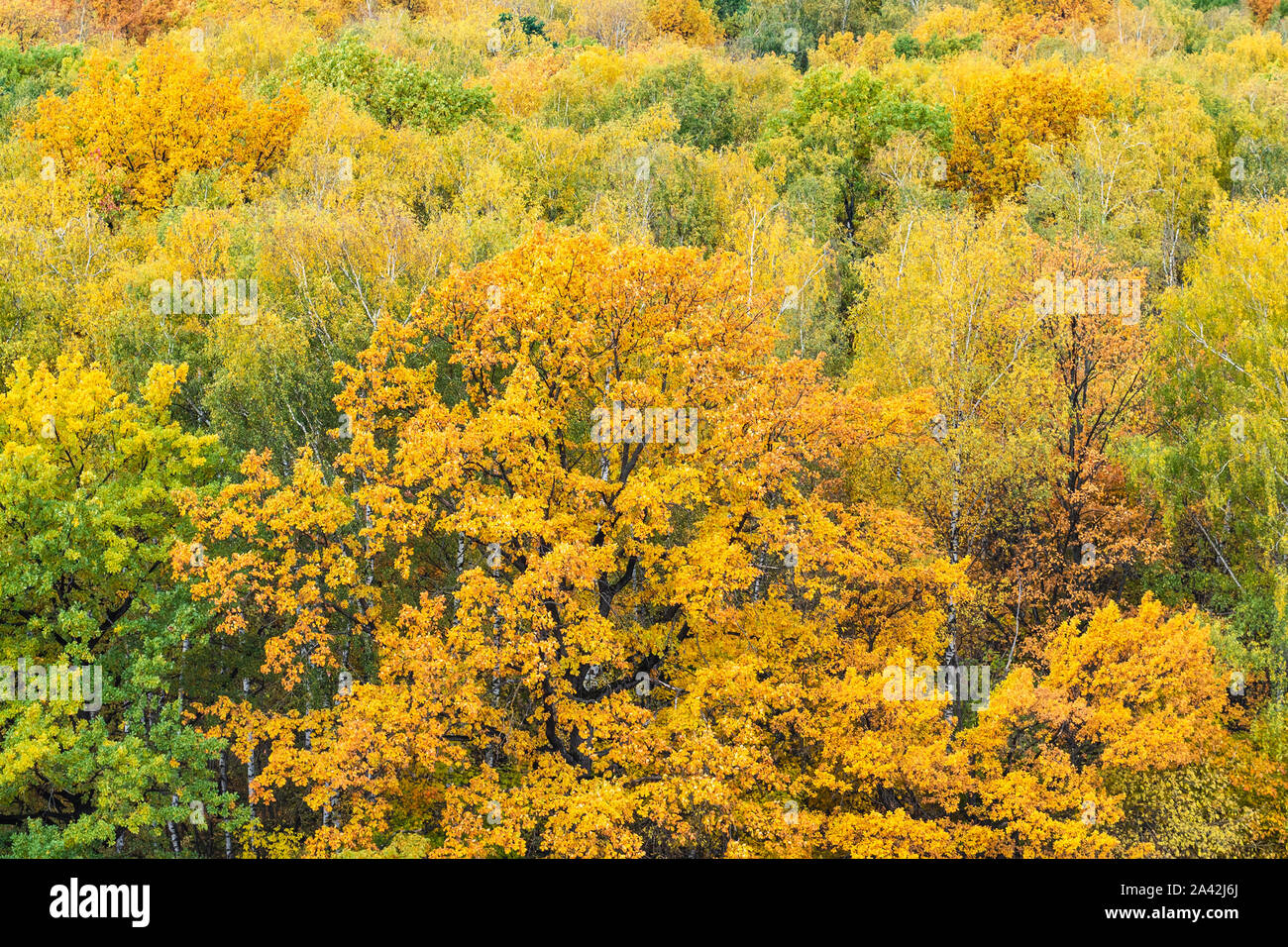 above view of large yellow oak tree in woods on autumn day Stock Photo ...