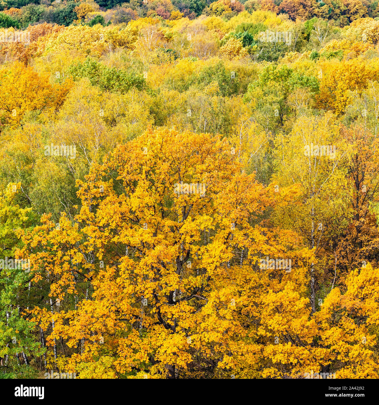 natural background - yellow oak tree in forest on autumn day Stock ...