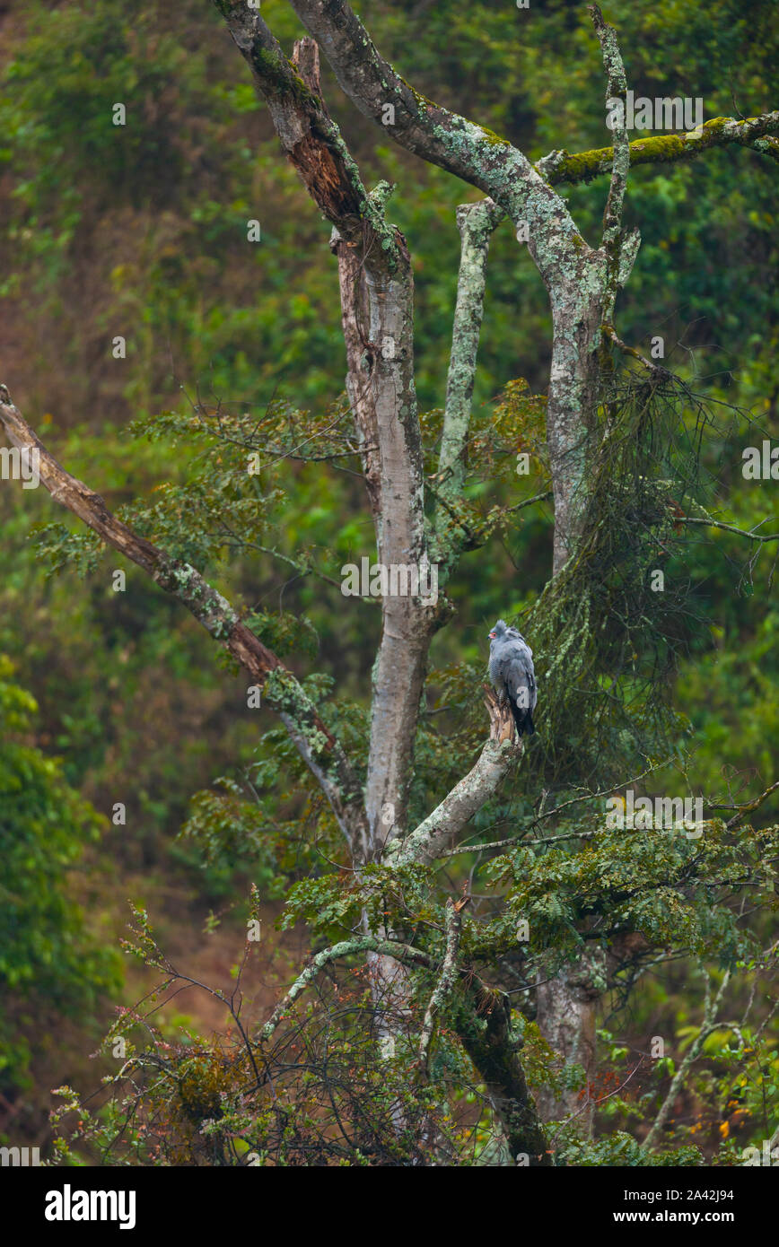 Gymnogene hi-res stock photography and images - Alamy