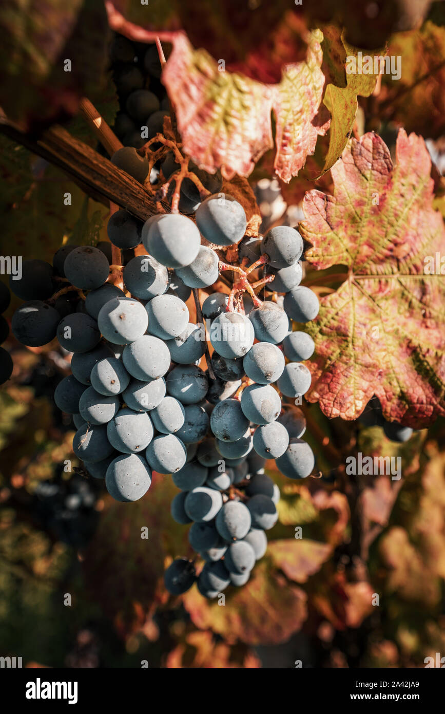 Grape fruit close up in autumn, just before harvesting Stock Photo - Alamy
