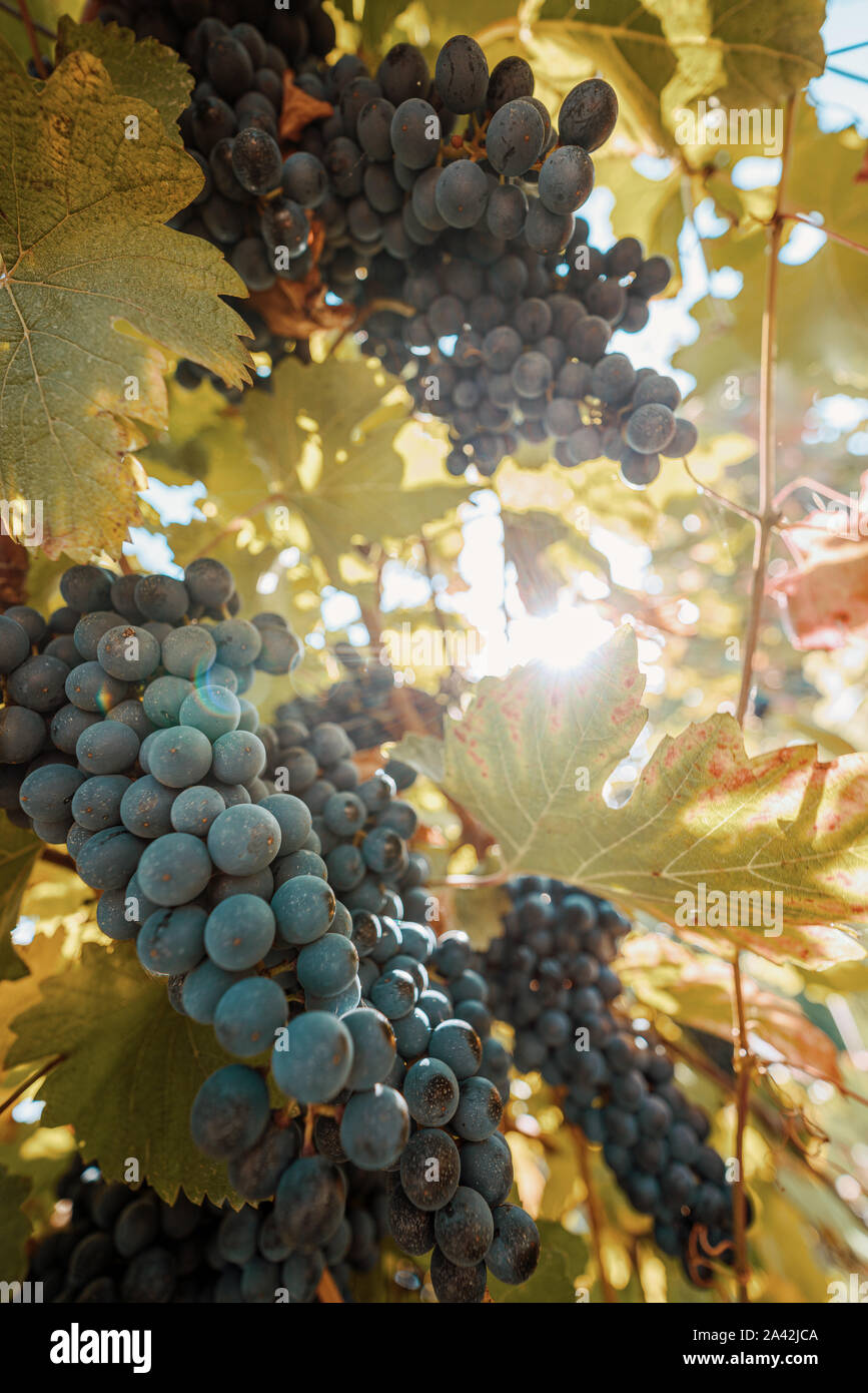 Field fruit vineyard vineyards harvesting hi-res stock photography and ...