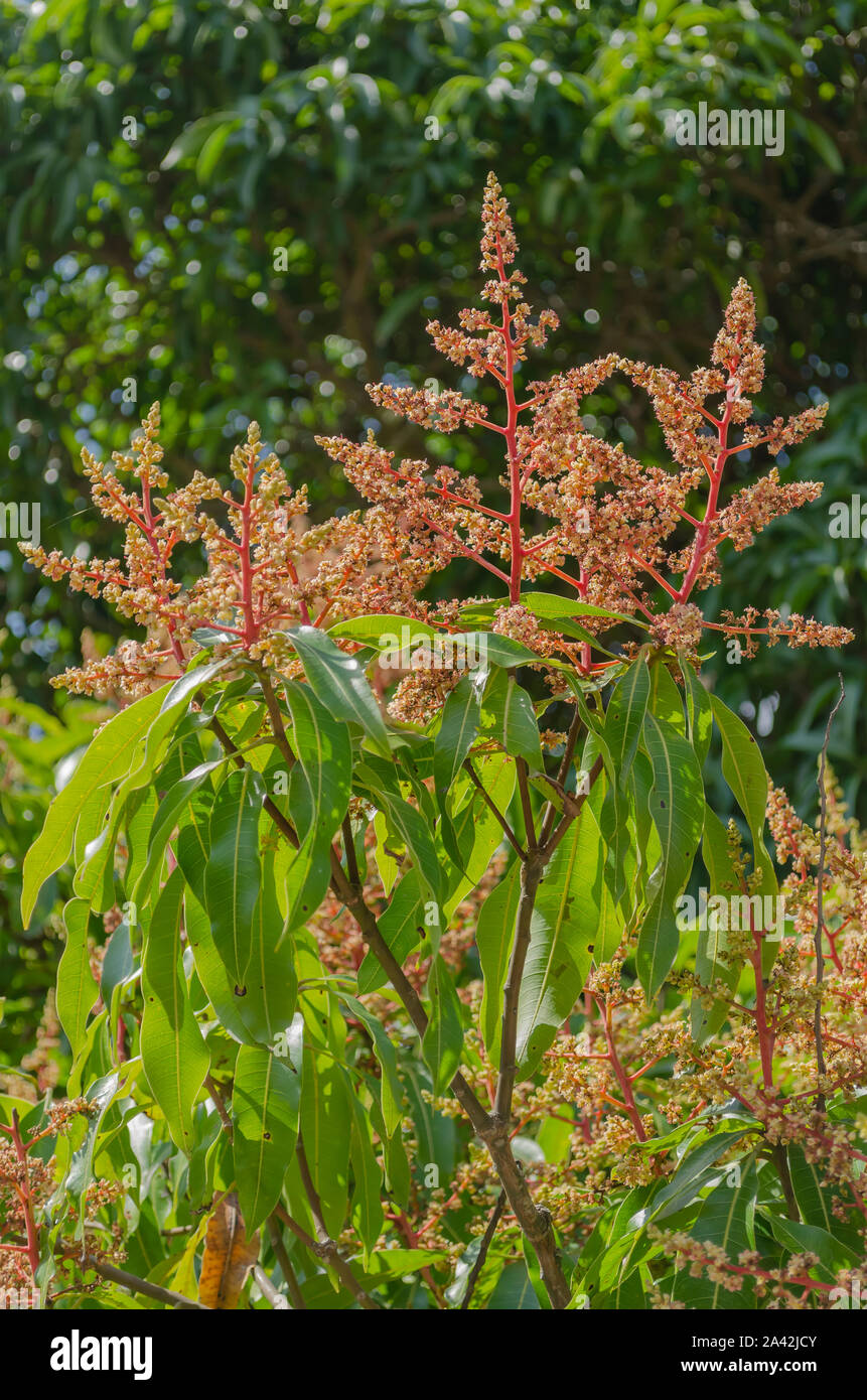 Blossom Of Julie Mango Tree Stock Photo - Alamy