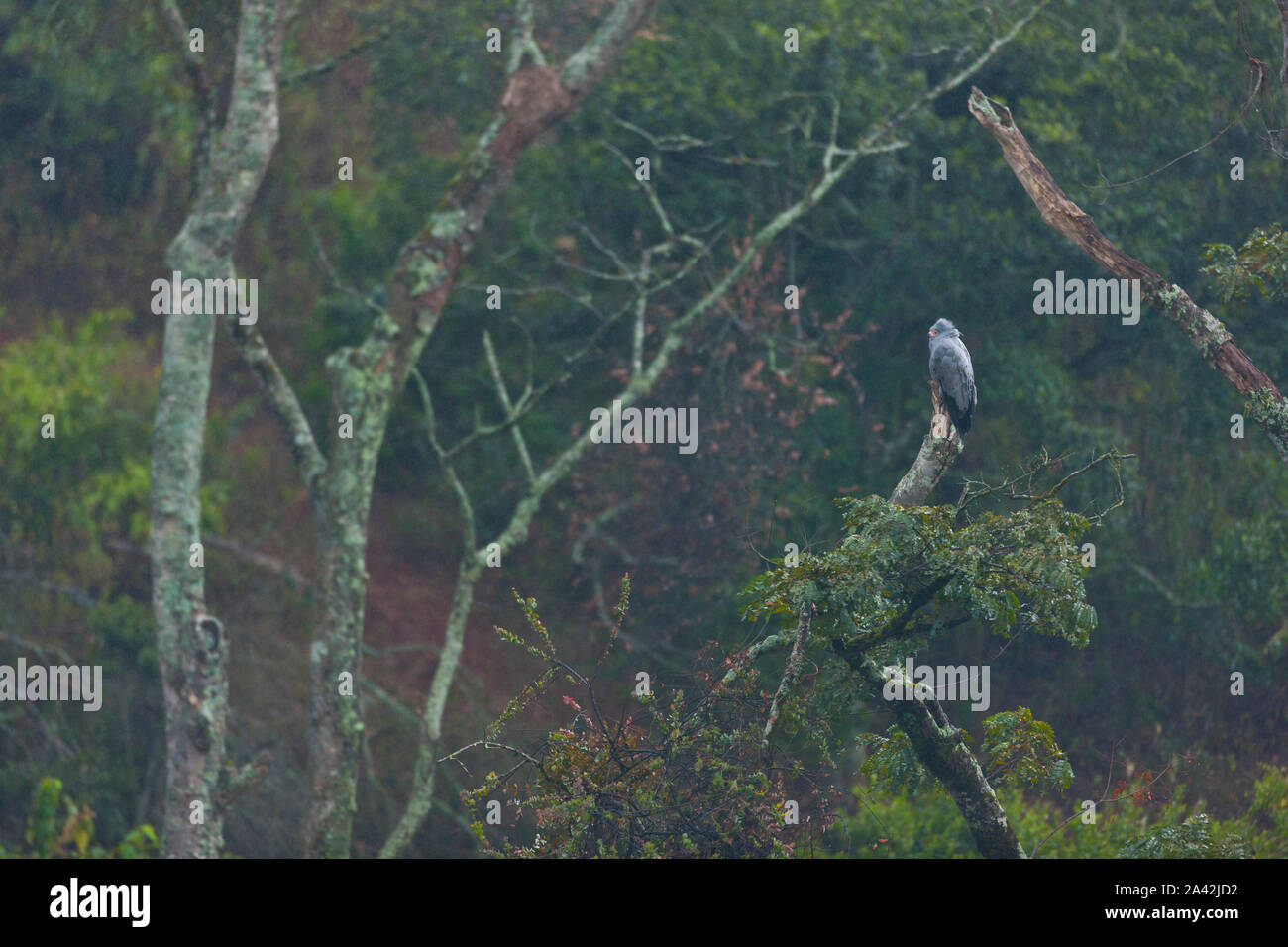 African Harrier-Hawk, Harrier Hawk, or Gymnogene (Polyboroides typus ...