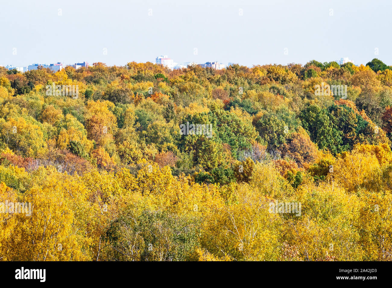 Sunny tops trees in hi-res stock photography and images - Alamy