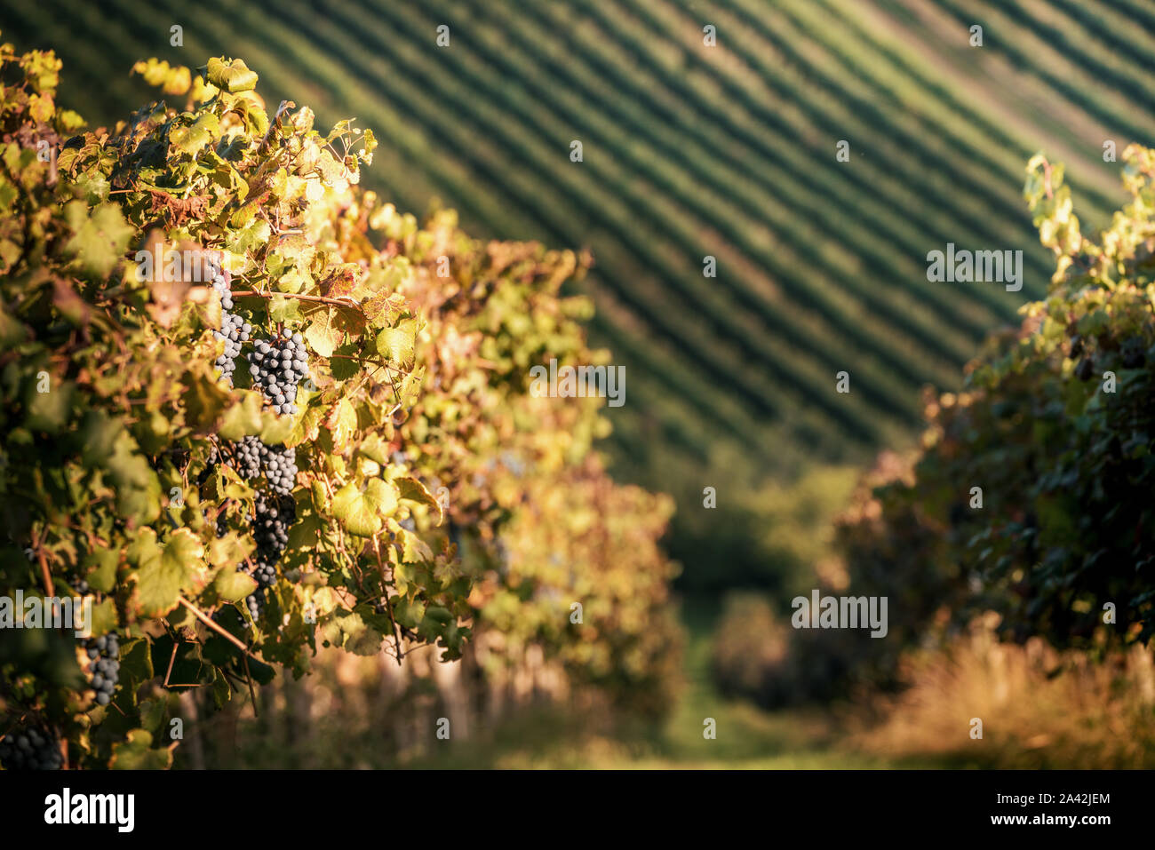 Vineyard vineyards grape harvesting hi-res stock photography and images ...