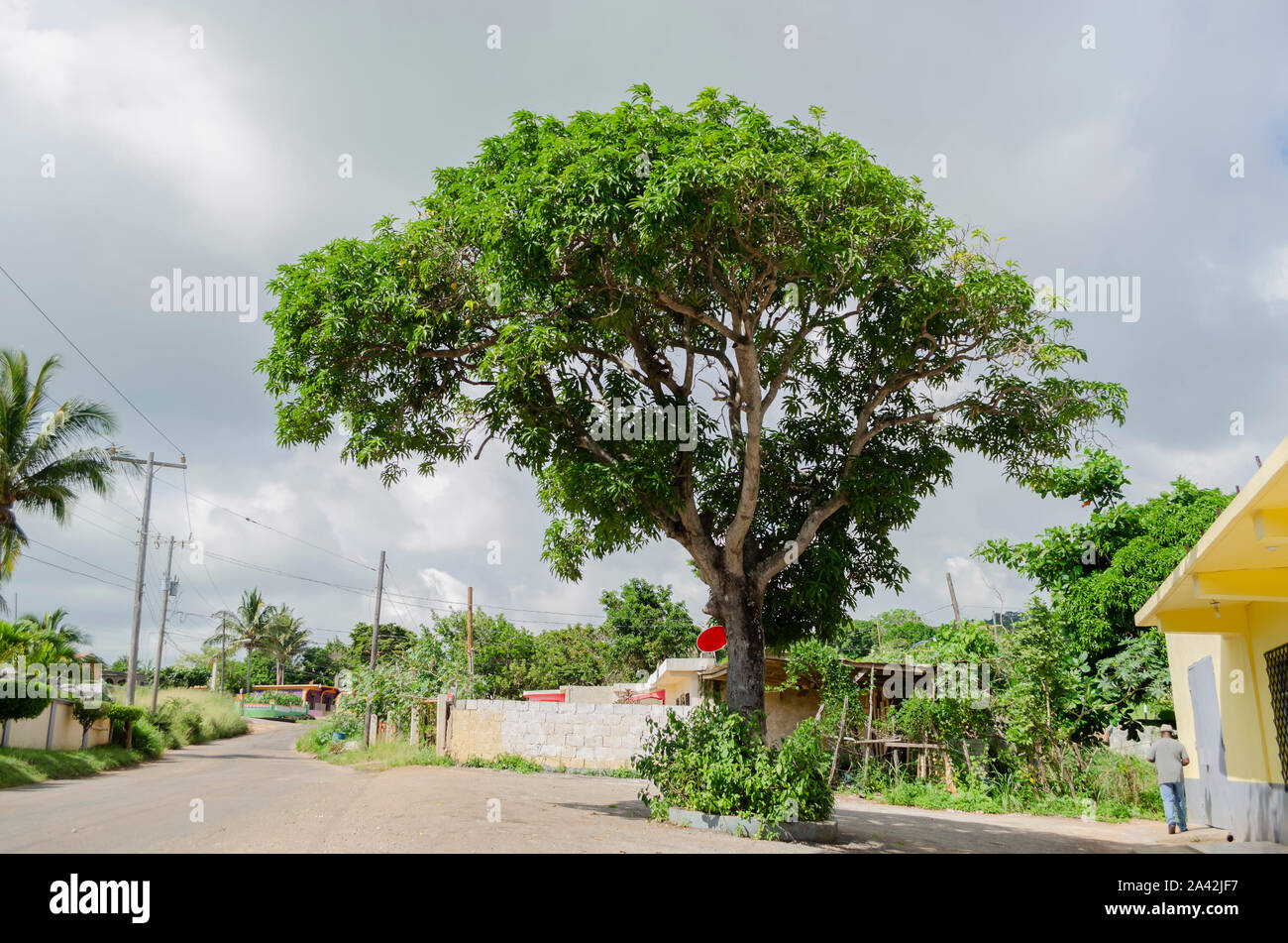 Mango trees road hi-res stock photography and images - Alamy