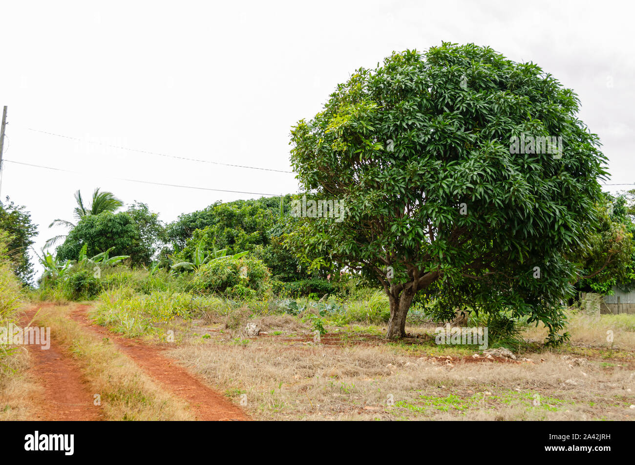 Short Mango Tree By Roadside Stock Photo - Alamy