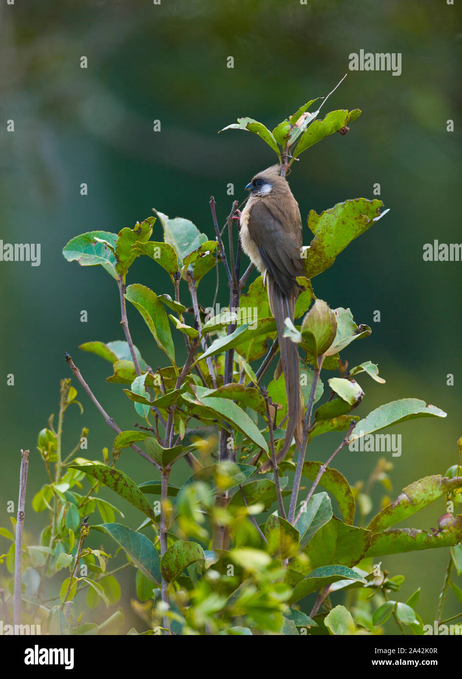 Speckled Mousebird (Colius striatus), Aberdare National Park, Kenia ...