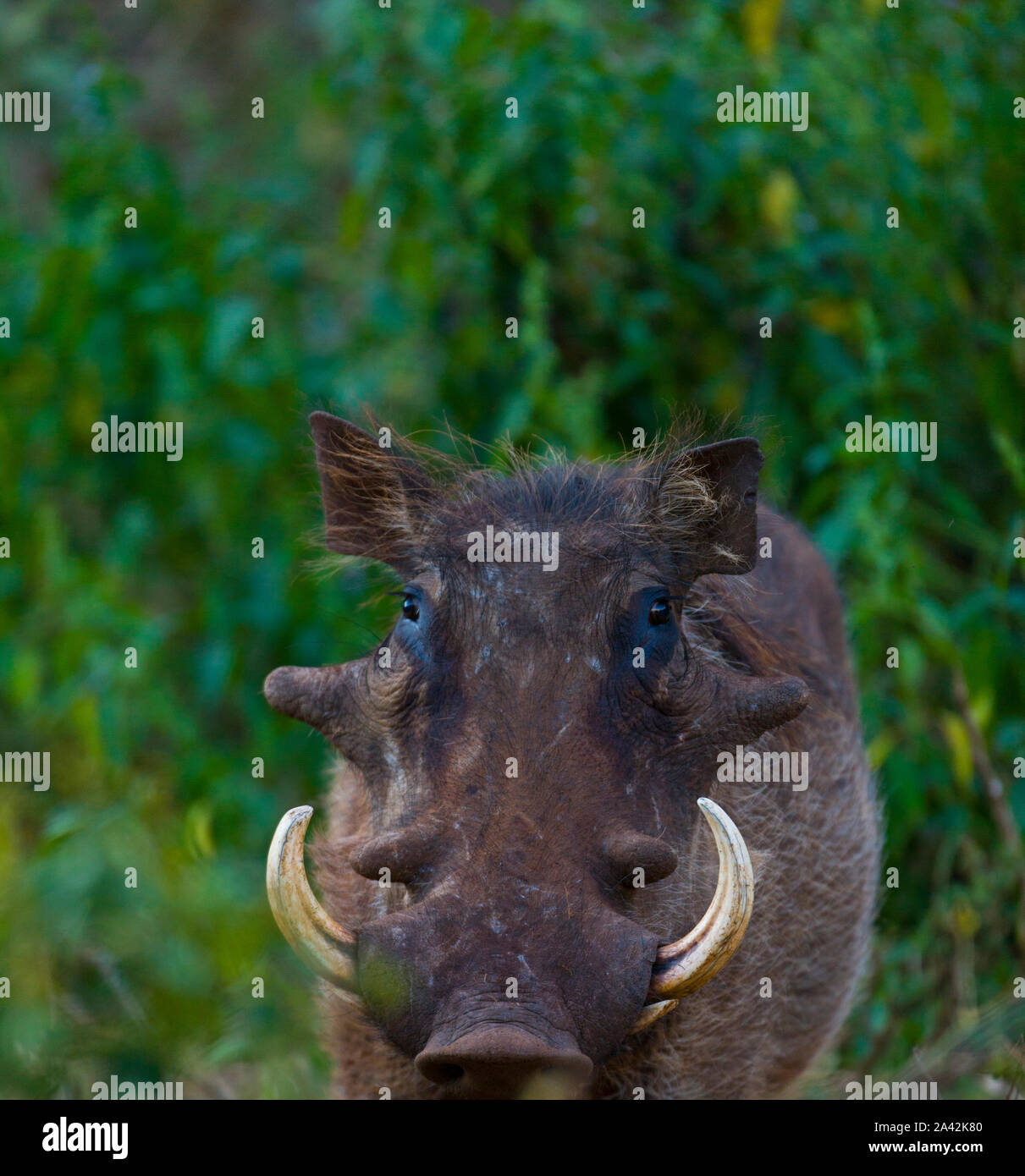 Warthog or Common Warthog (Phacochoerus africanus), Aberdare National ...