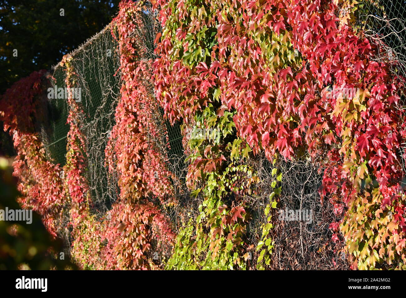 Red and green vine leaves hanging down from a fence hi-res stock ...