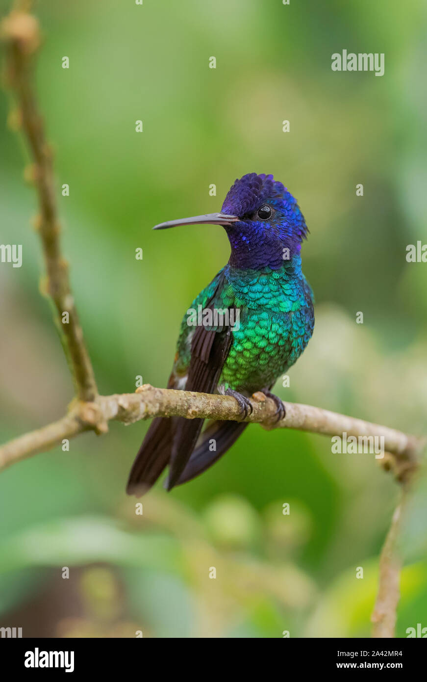 Golden hummingbird hi-res stock photography and images - Alamy